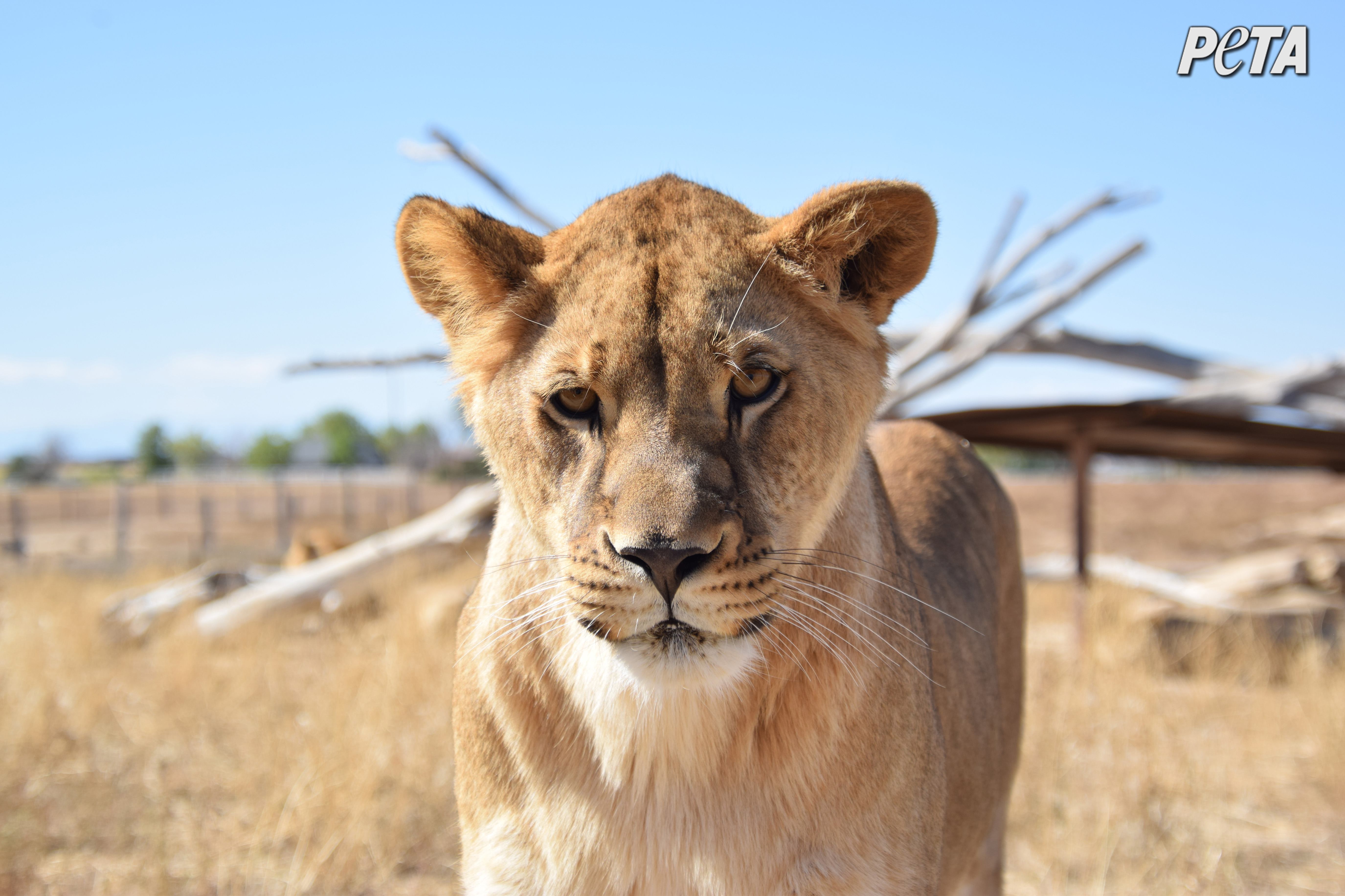 People for the Ethical Treatment of Animals (PETA) - GuideStar Profile