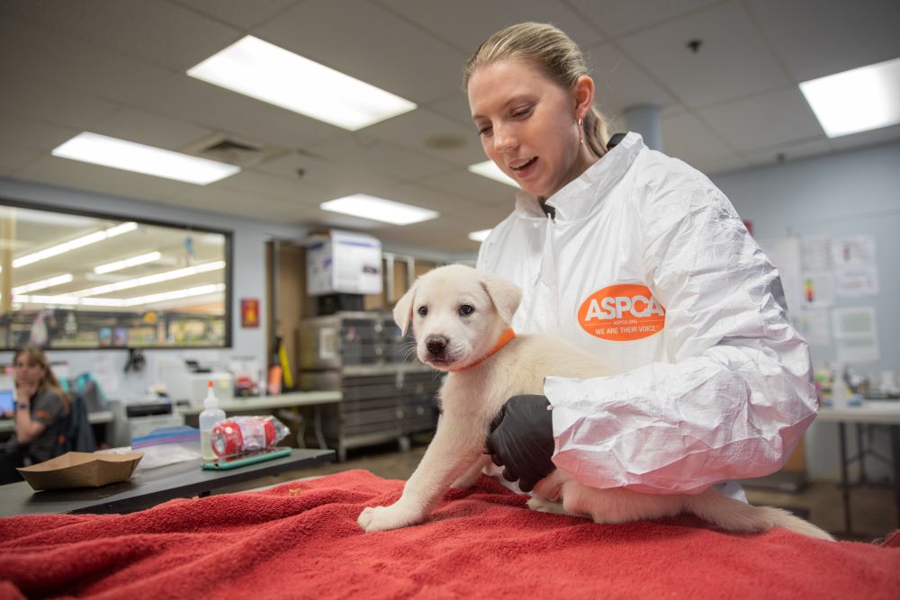 American Society for the Prevention of Cruelty to Animals - GuideStar ...