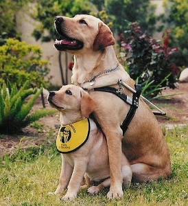 GUIDE DOGS OF AMERICA (International Guiding Eyes, Inc.) - GuideStar ...