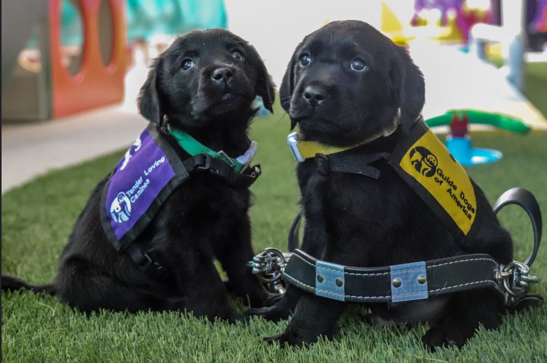 GUIDE DOGS OF AMERICA (International Guiding Eyes, Inc.) - GuideStar ...