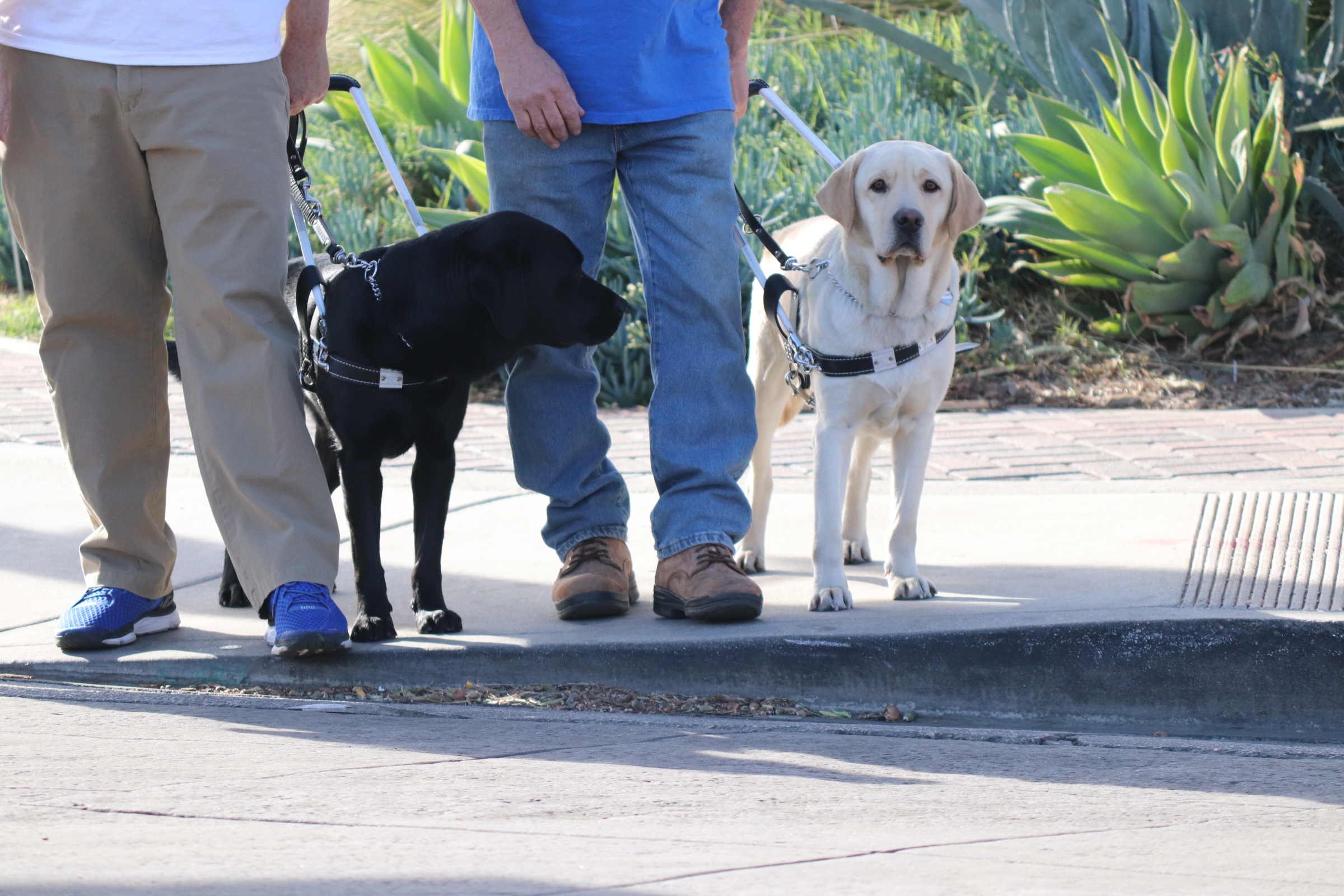 GUIDE DOGS OF AMERICA (International Guiding Eyes, Inc.) - GuideStar ...