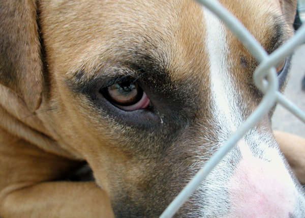 Liberty Humane Society Inc - GuideStar Profile