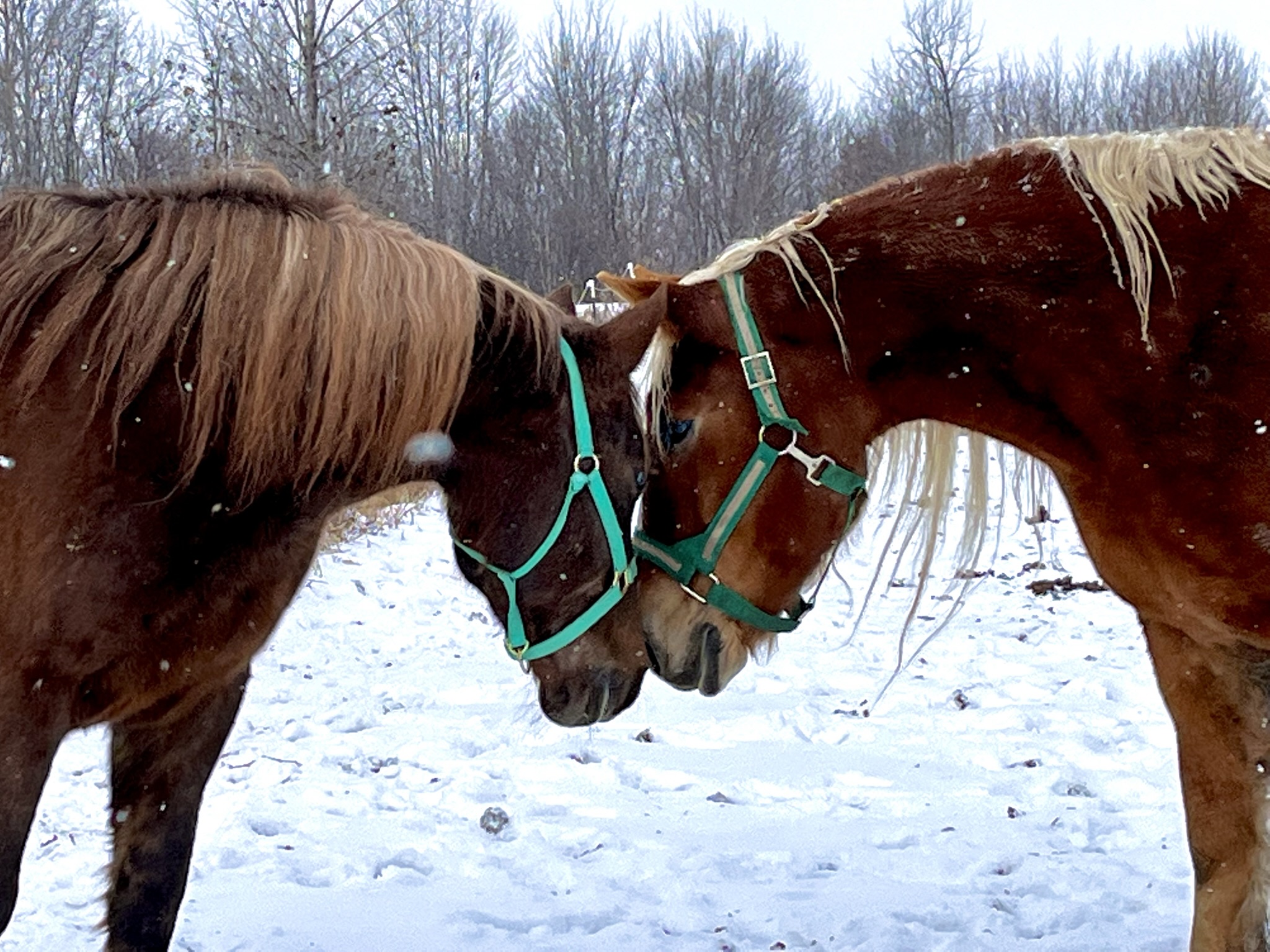 Pony Tales Refuge and Rehab Inc - GuideStar Profile