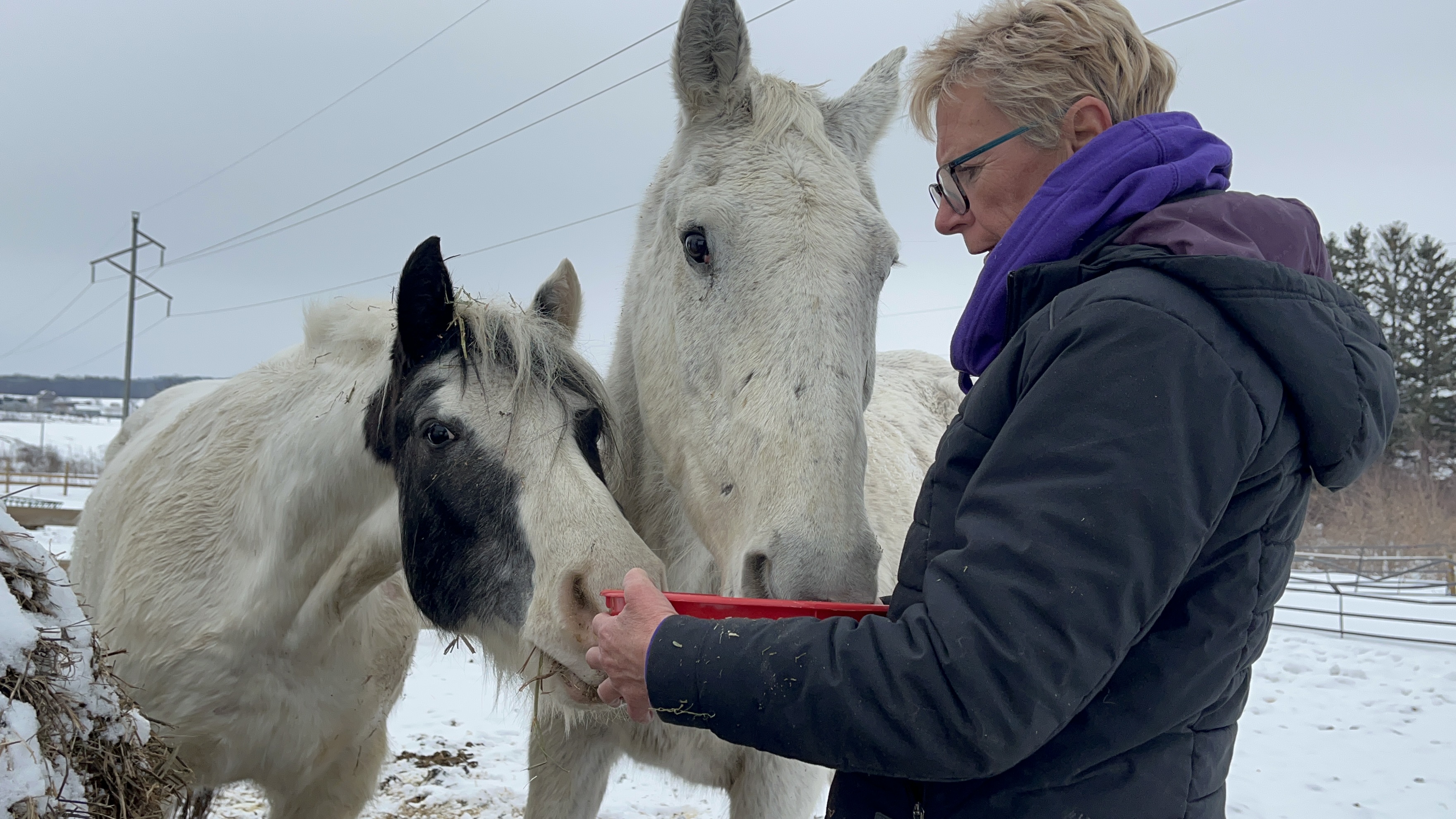 Pony Tales Refuge and Rehab Inc - GuideStar Profile