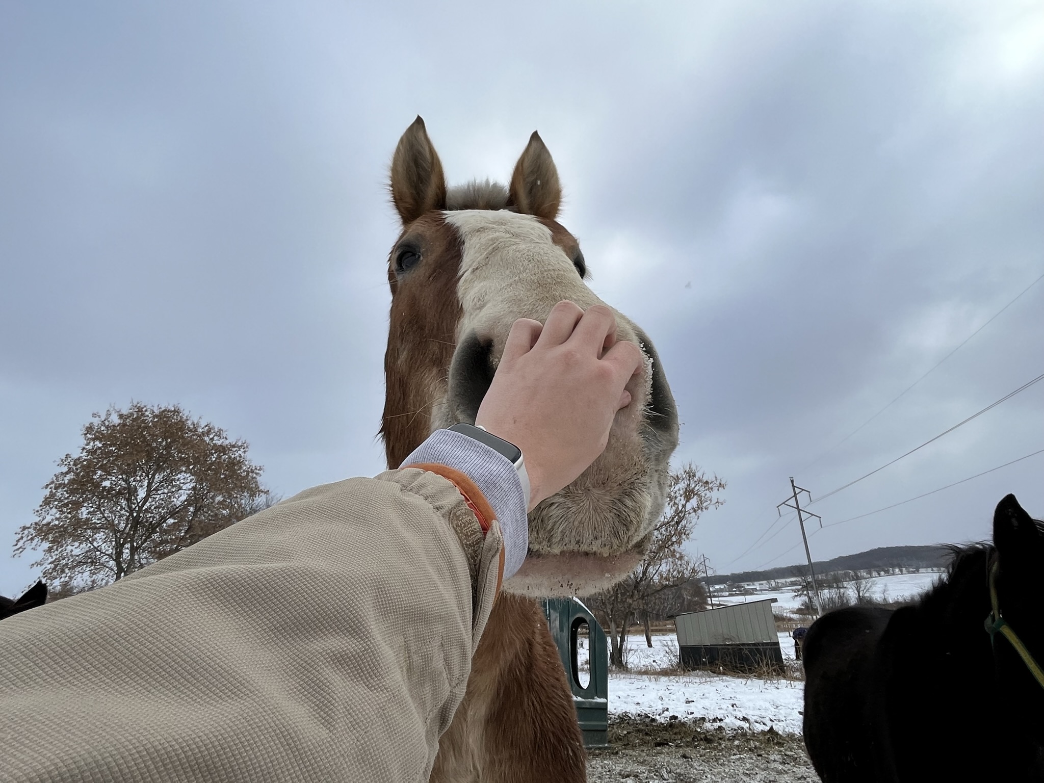 Pony Tales Refuge and Rehab Inc - GuideStar Profile