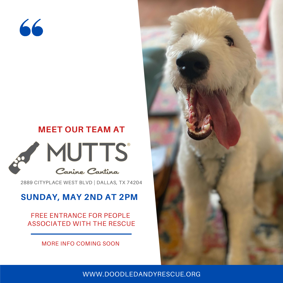 Doodle Dandy Rescue - GuideStar Profile